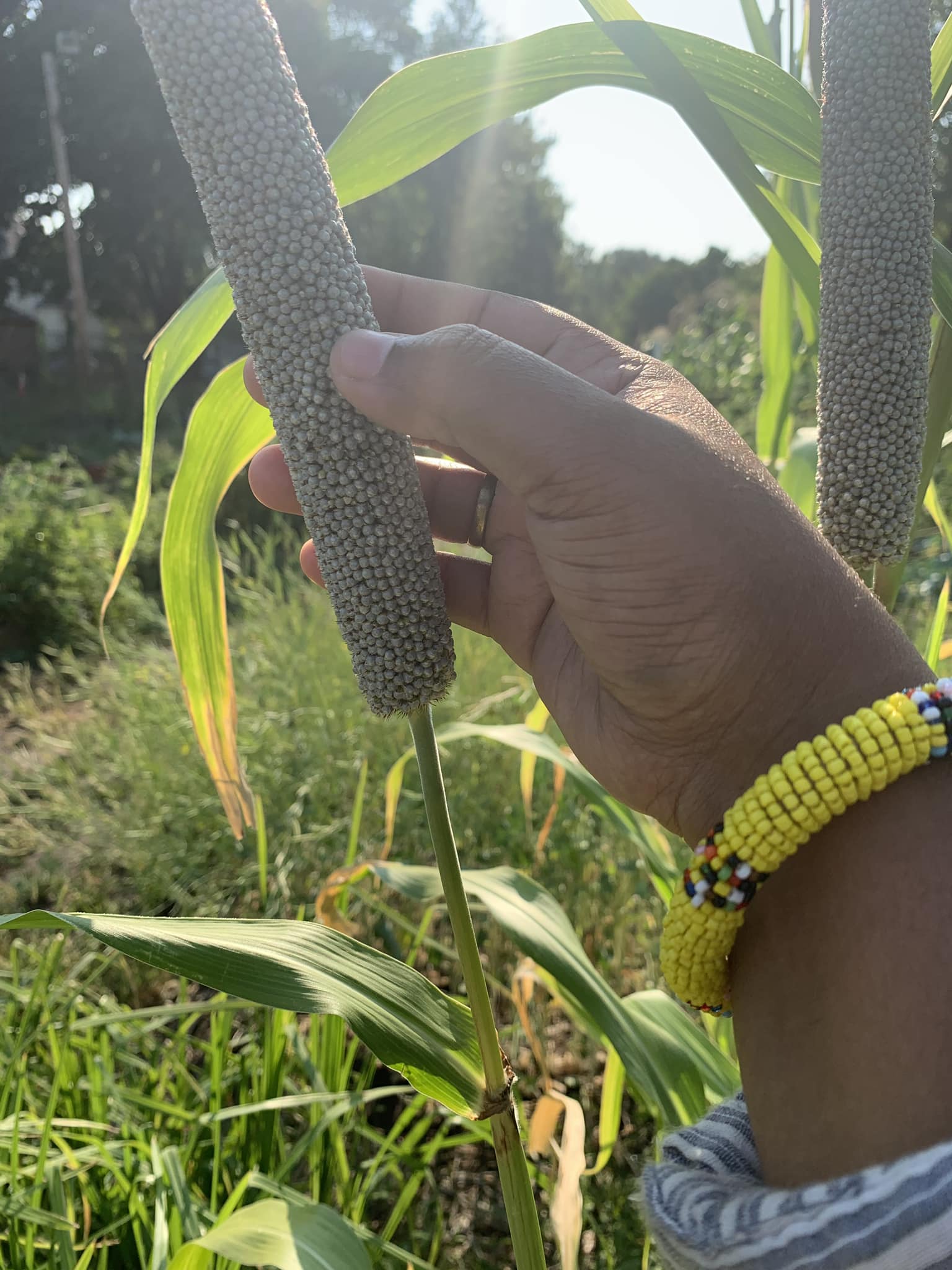 Two women, two grains: Millet and Kernza have captured the attention of ...